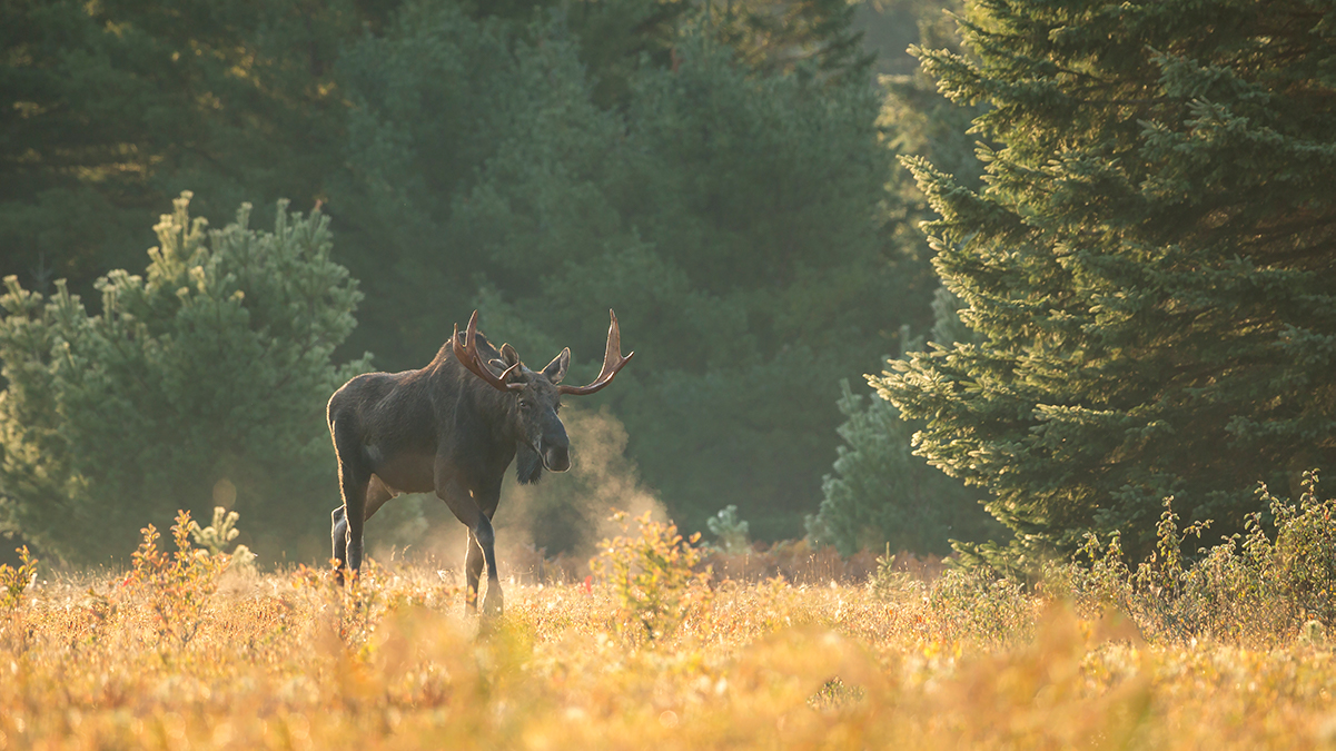 Muskoka Tourism