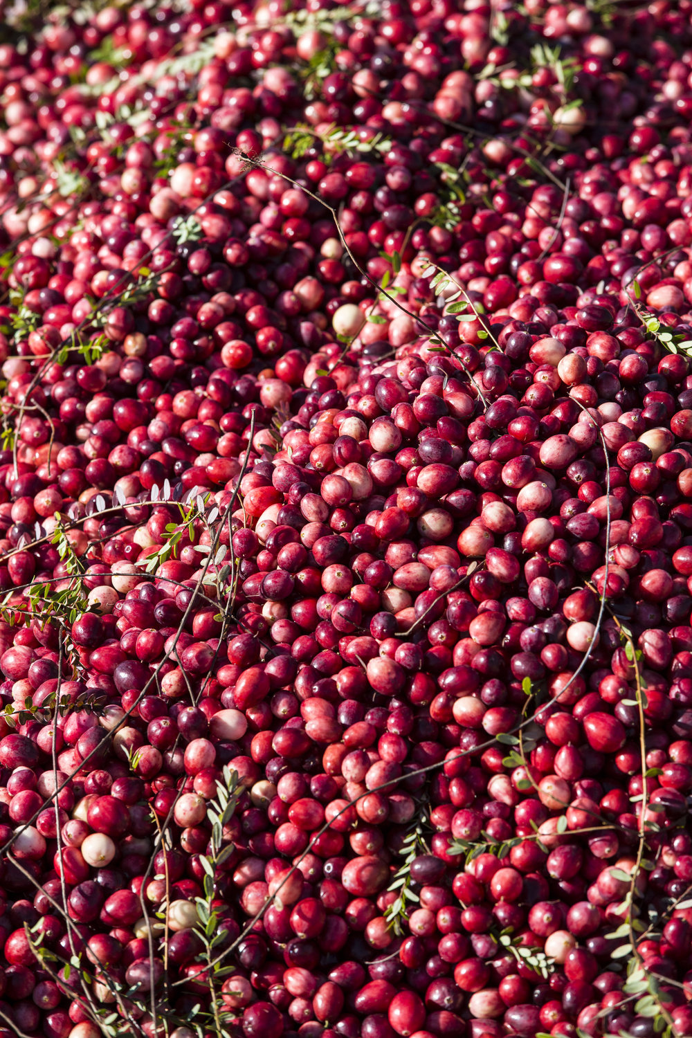 Muskoka Cranberry Route: The Cranberry Capital of Ontario - Muskoka Tourism