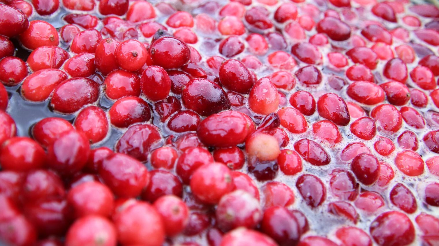 Your Guide to Thanksgiving in Muskoka - Discover Muskoka: Plan Your Trip