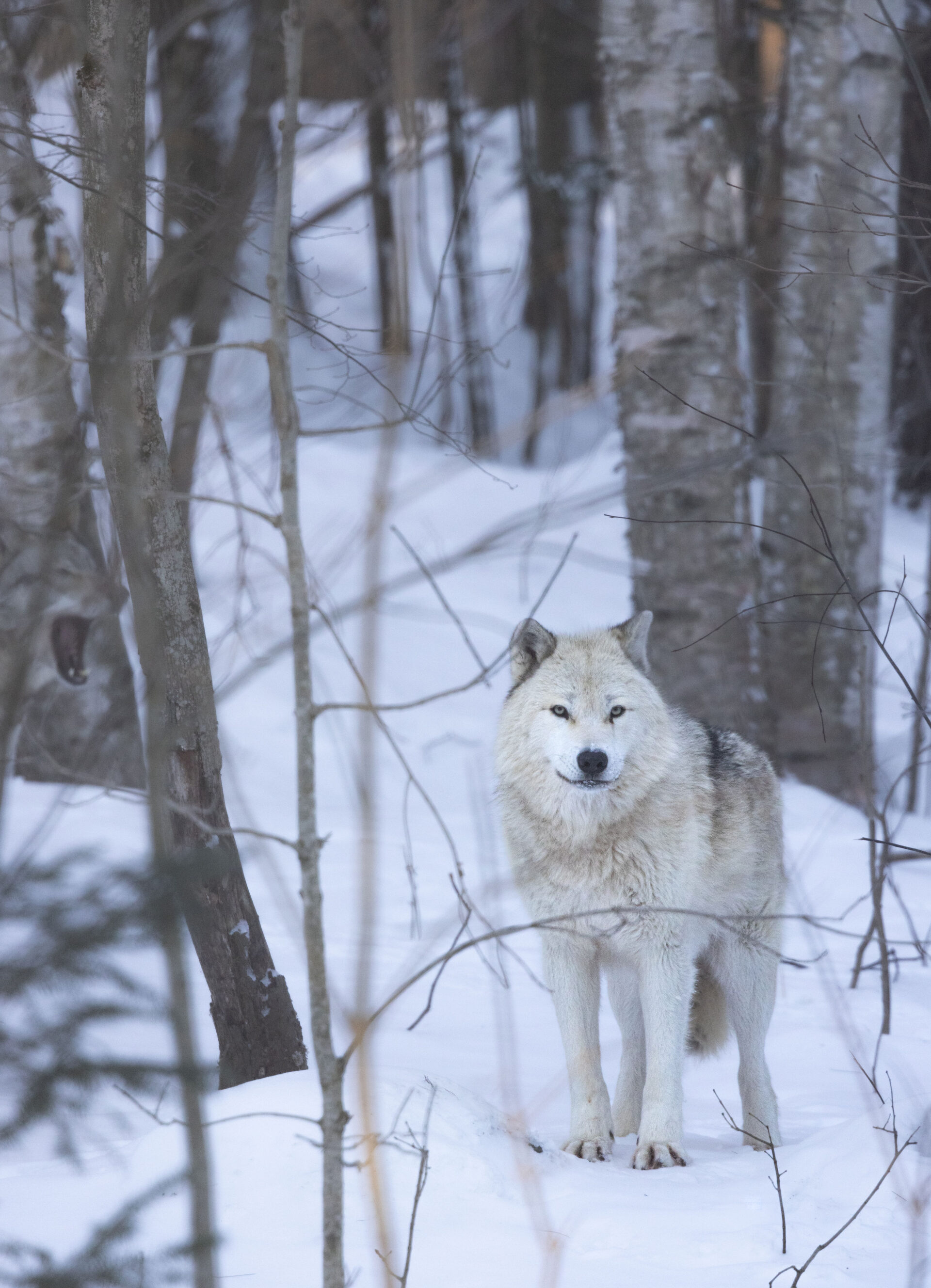 Guided Wildlife Tours at Aspen Valley: Discover Muskoka’s Wild Side ...