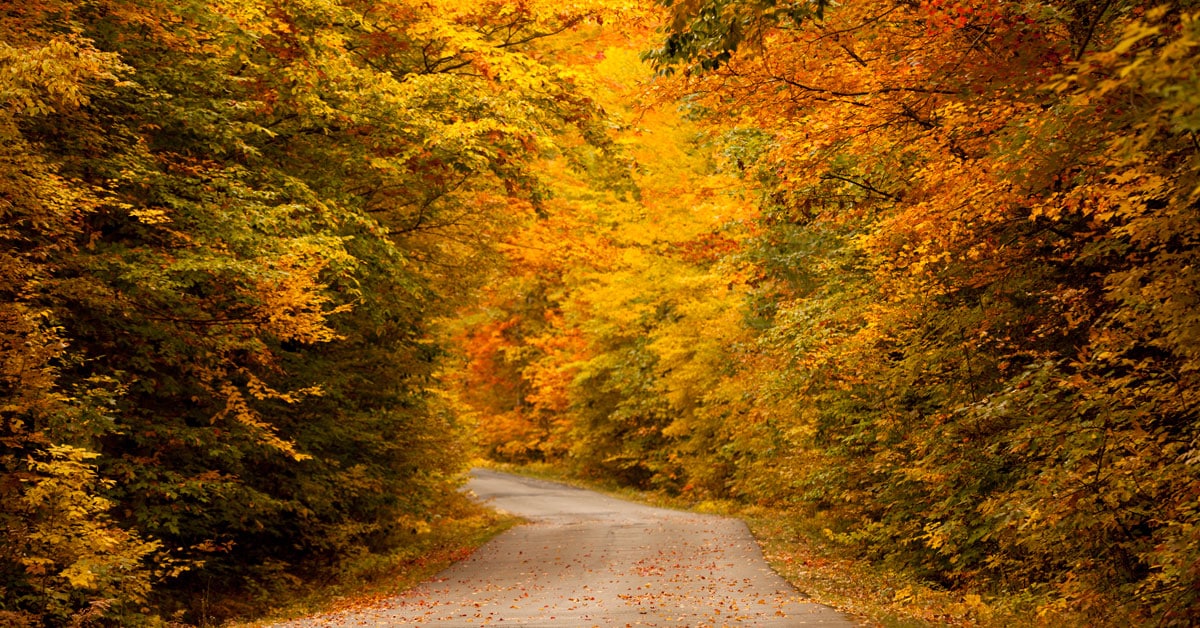 This Weekend Very Well Could Be Fall's Best - Discover Muskoka: Plan ...