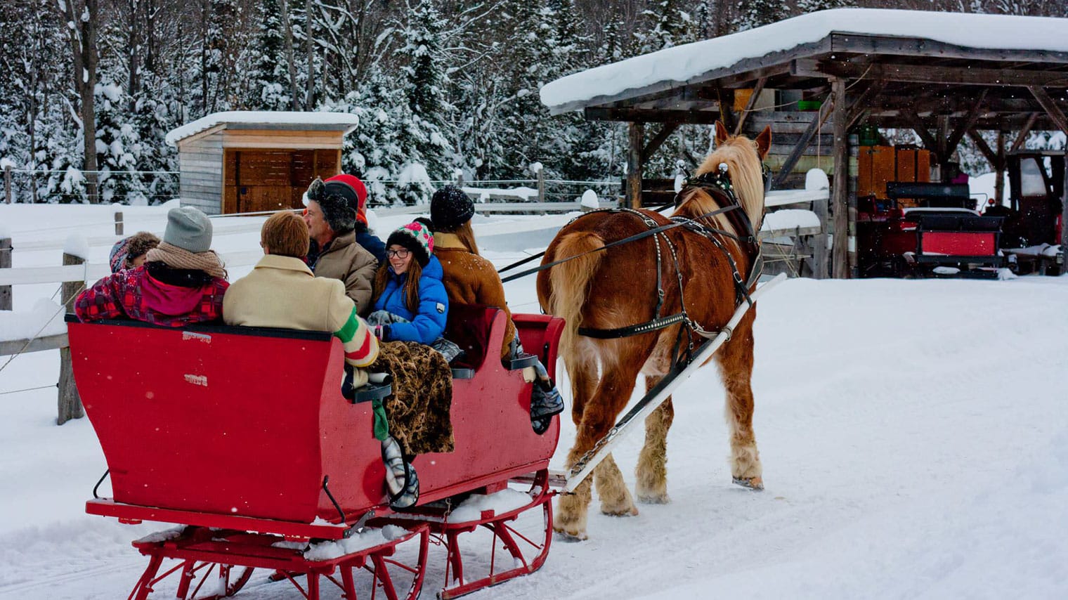 Dash Through Muskoka's Snowy Woodland Forest in a One-Horse Open Sleigh ...