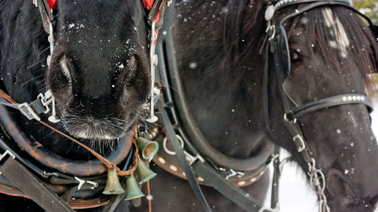 A Magical Winter Sleigh Ride - Discover Muskoka: Plan Your Trip