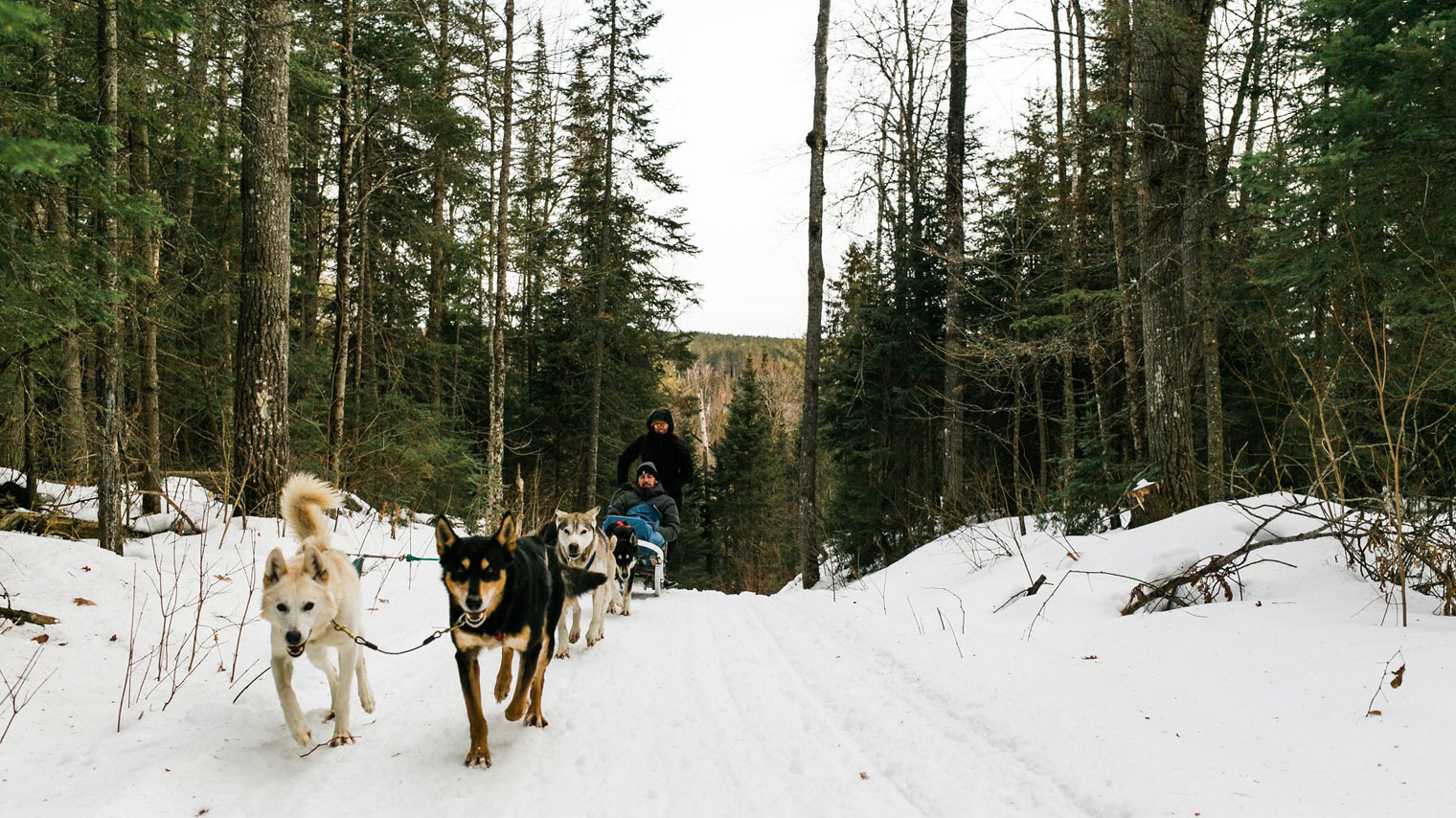 A Day With the Dogs at North Ridge Ranch - Discover Muskoka: Plan Your Trip